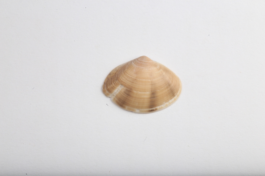 Macridiscus aequilatera from 中国山东省青岛市崂山区 on April 5, 2024 at 11:03 AM ...