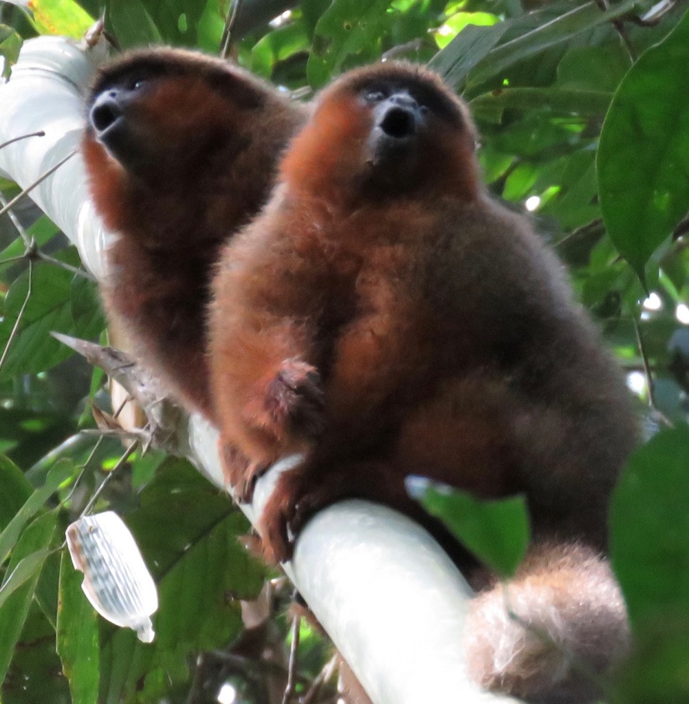 Sakis, Titis, and Uakaris (Pitheciidae) - Know Your Mammals