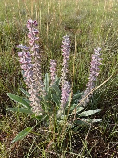 Lady Lupine from NW Tenth St, Chiefland, FL, US on April 8, 2024 at 11: ...