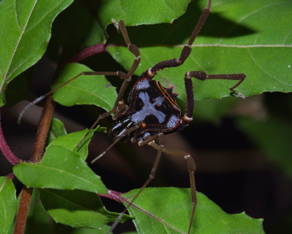 Sadocus asperatus from Toltén, Araucanía, Chile on March 8, 2024 at 09: ...