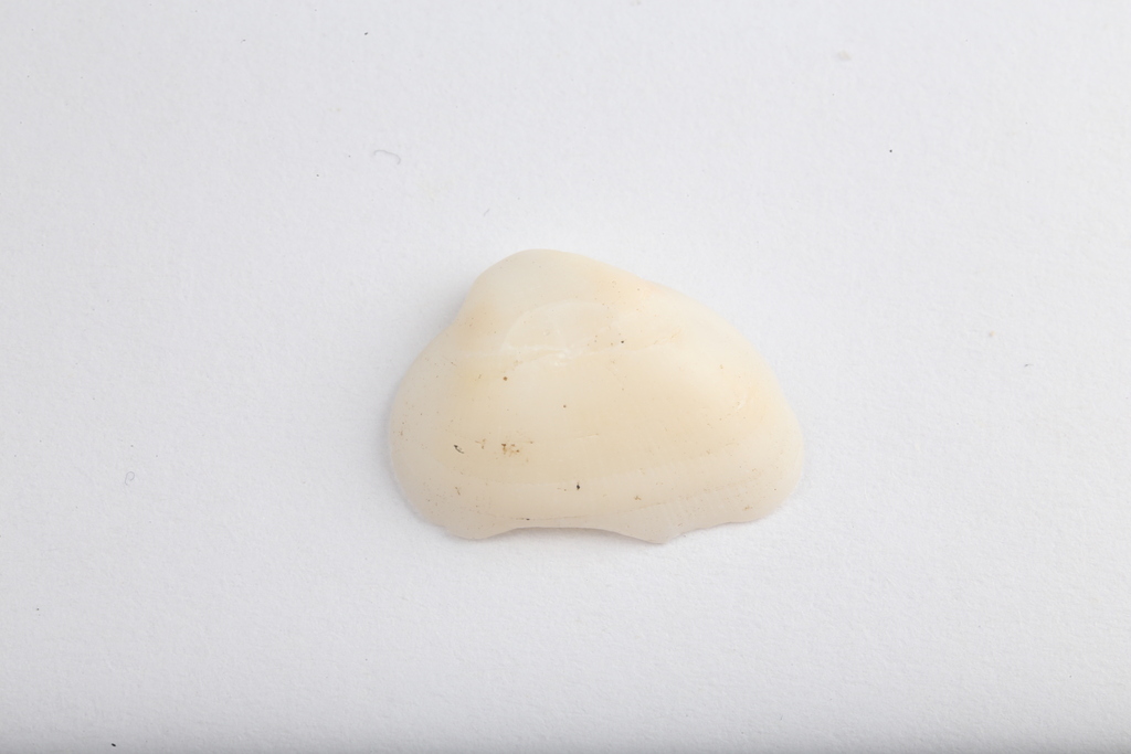 Noetiidae from 中国山东省青岛市崂山区 on April 5, 2024 at 11:07 AM by 管牧山 ...