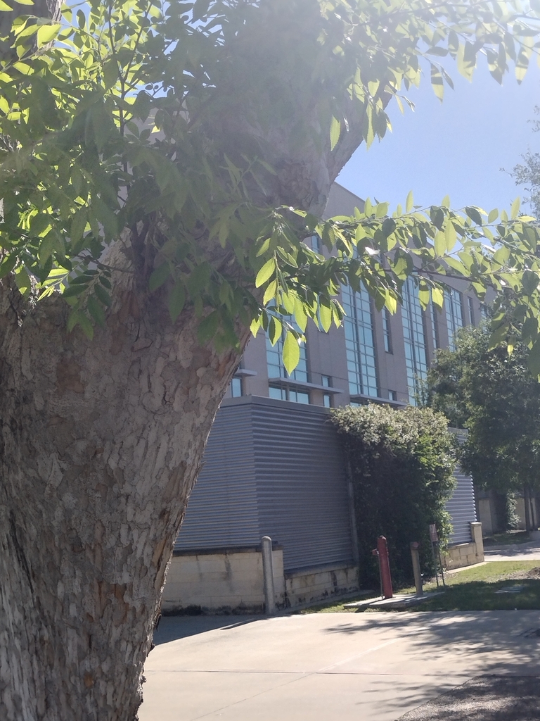 American elm from Greater Third Ward, Houston, TX, USA on April 5, 2024 ...