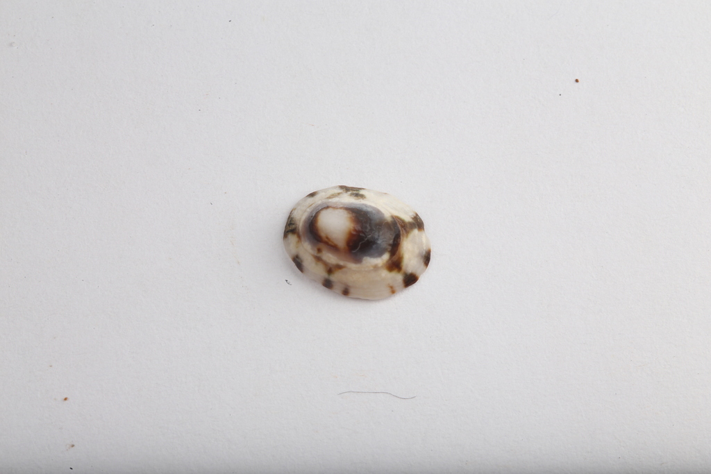 Patelloida from 中国山东省青岛市崂山区 on April 5, 2024 at 11:12 AM by 管牧山 ...