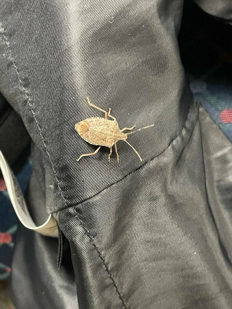 Brown Marmorated Stink Bug from Mankato, MN, USA on April 6, 2024 at 10 ...