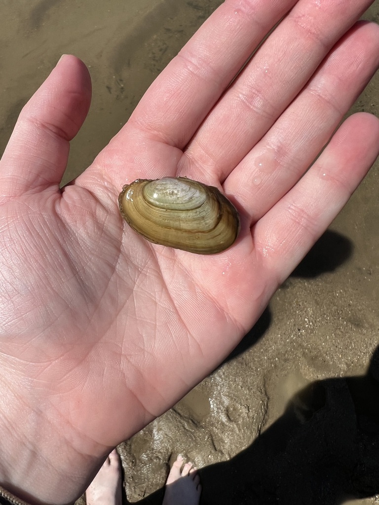 Fragile Papershell from Columbus, IN, US on April 8, 2024 at 11:52 AM ...