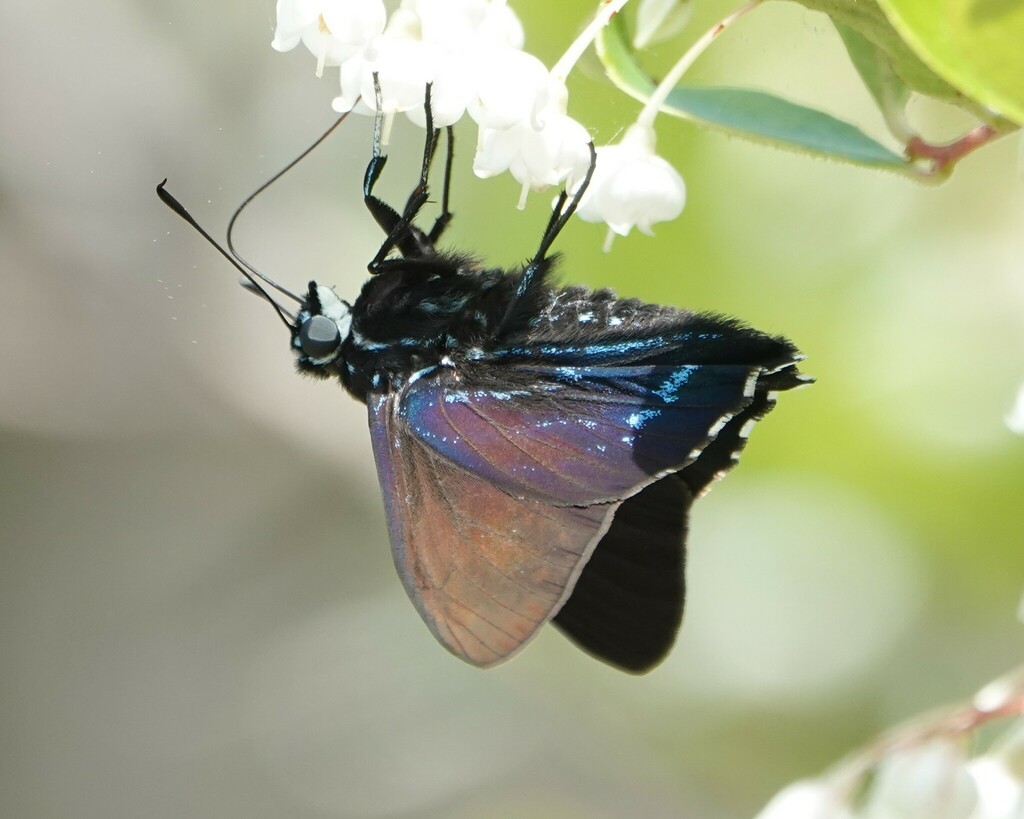 Florida Mangrove Skipper from Pasco County, FL, USA on April 07, 2024 ...