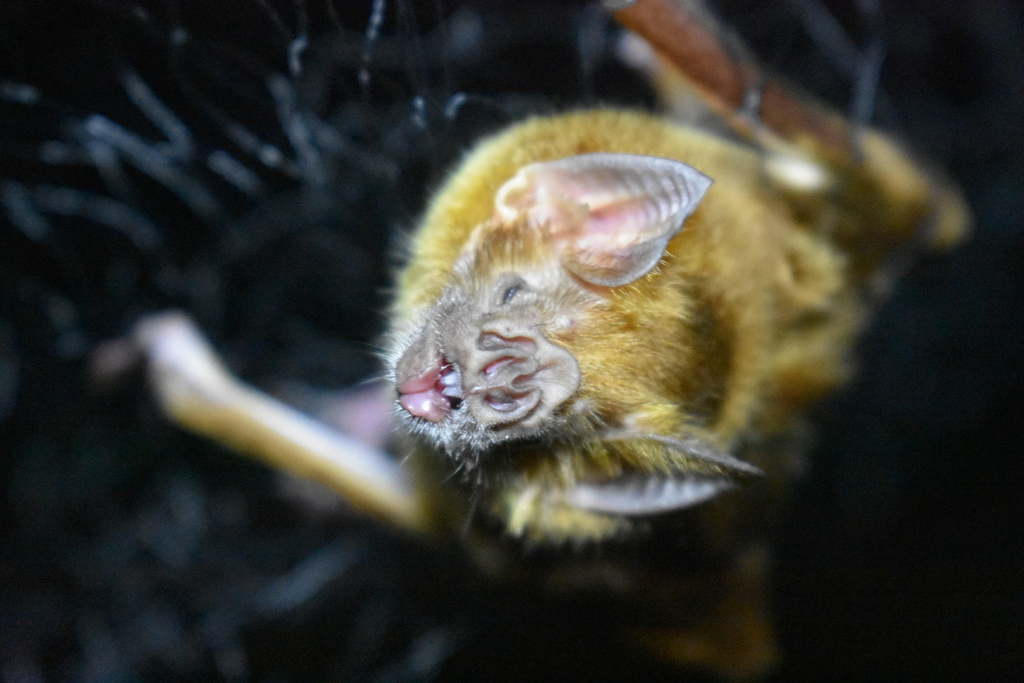 Common Vampire Bat from Becerril, Cesar, Colombia on December 11, 2022 ...