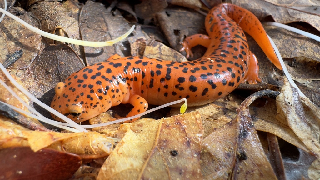 Red Salamander from Pisgah National Forest, Candler, NC, US on April 8 ...
