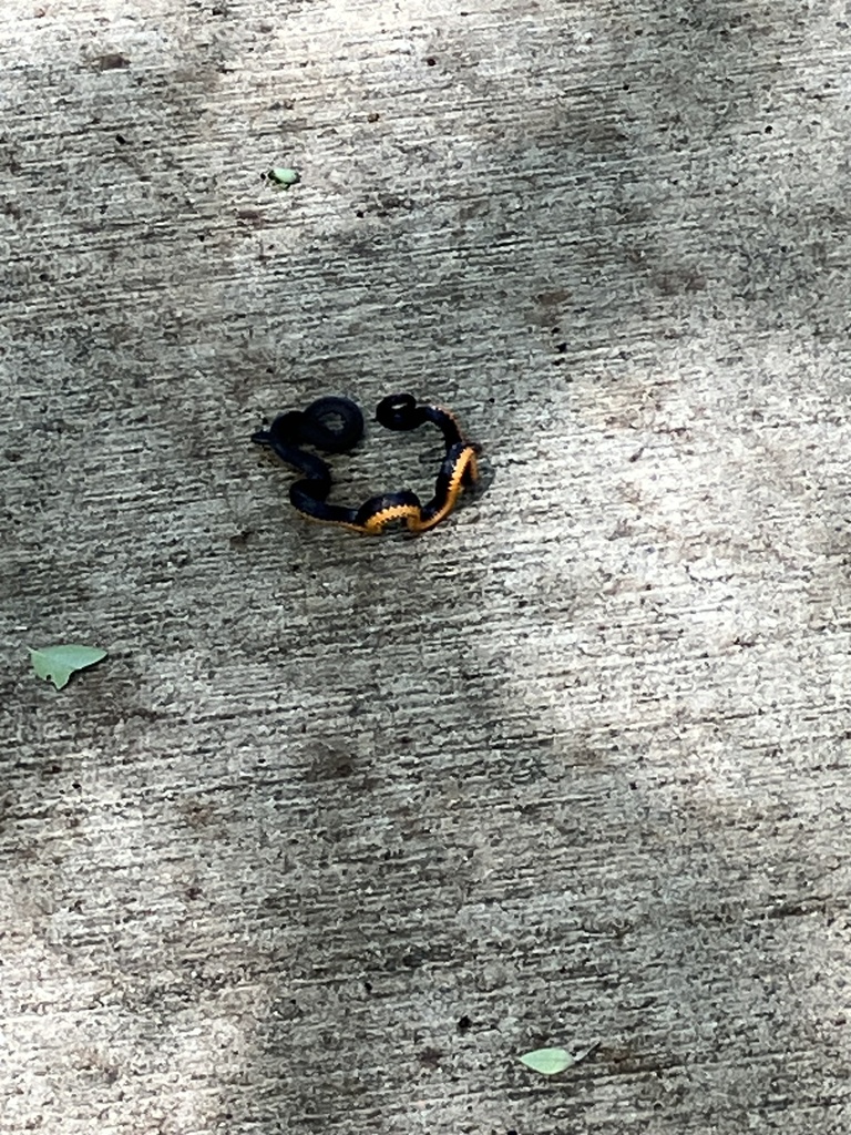 ring-necked snake from NW 9th Rd, Newberry, FL, US on April 8, 2024 at ...