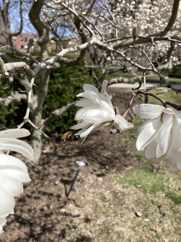 Western Honey Bee from University of Massachusetts Amherst, Amherst, MA ...