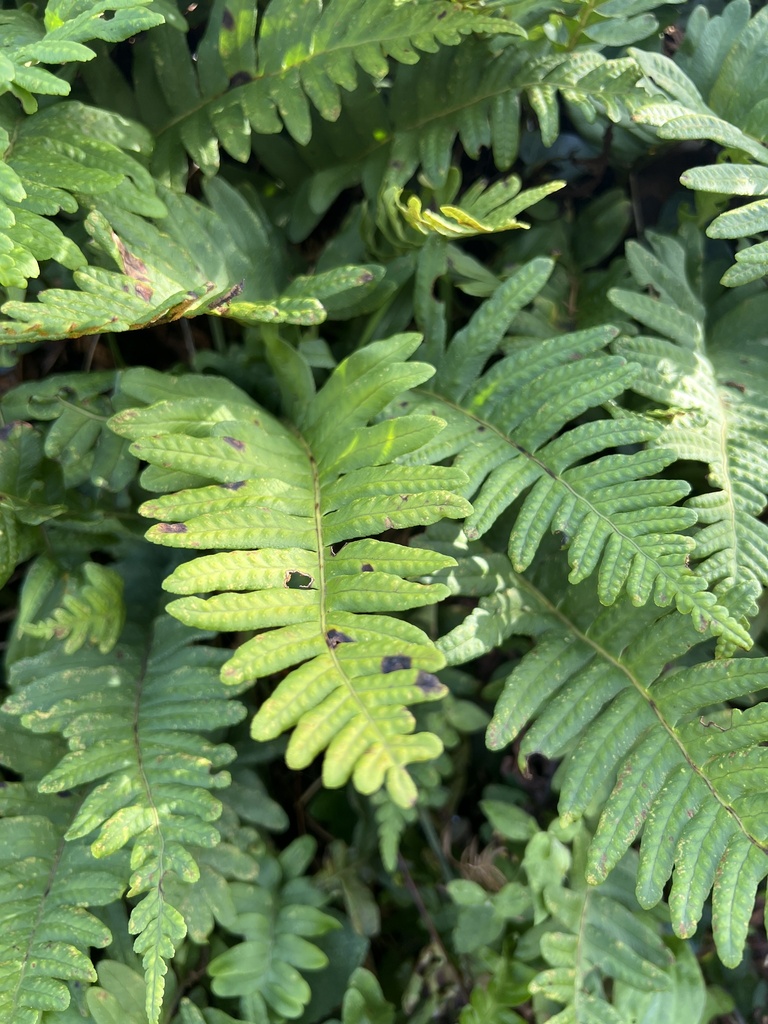 polypody ferns from Cornwall, England, GB on October 22, 2023 at 01:51 ...