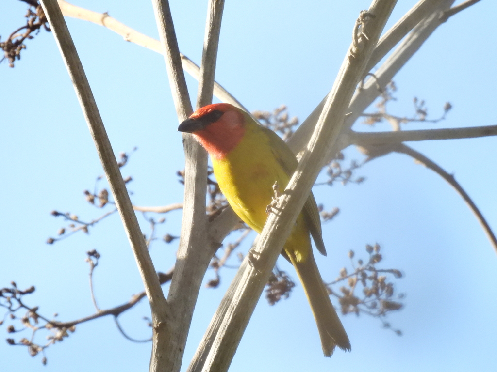 Red-headed Tanager from San Pablo Coatlán, Oax., México on April 4 ...
