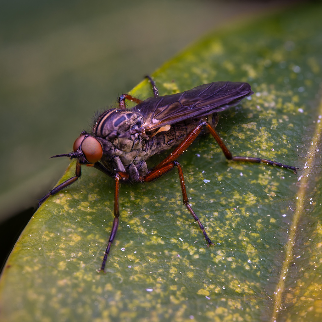 Dance Flies in March 2024 by Claus Giloi · iNaturalist