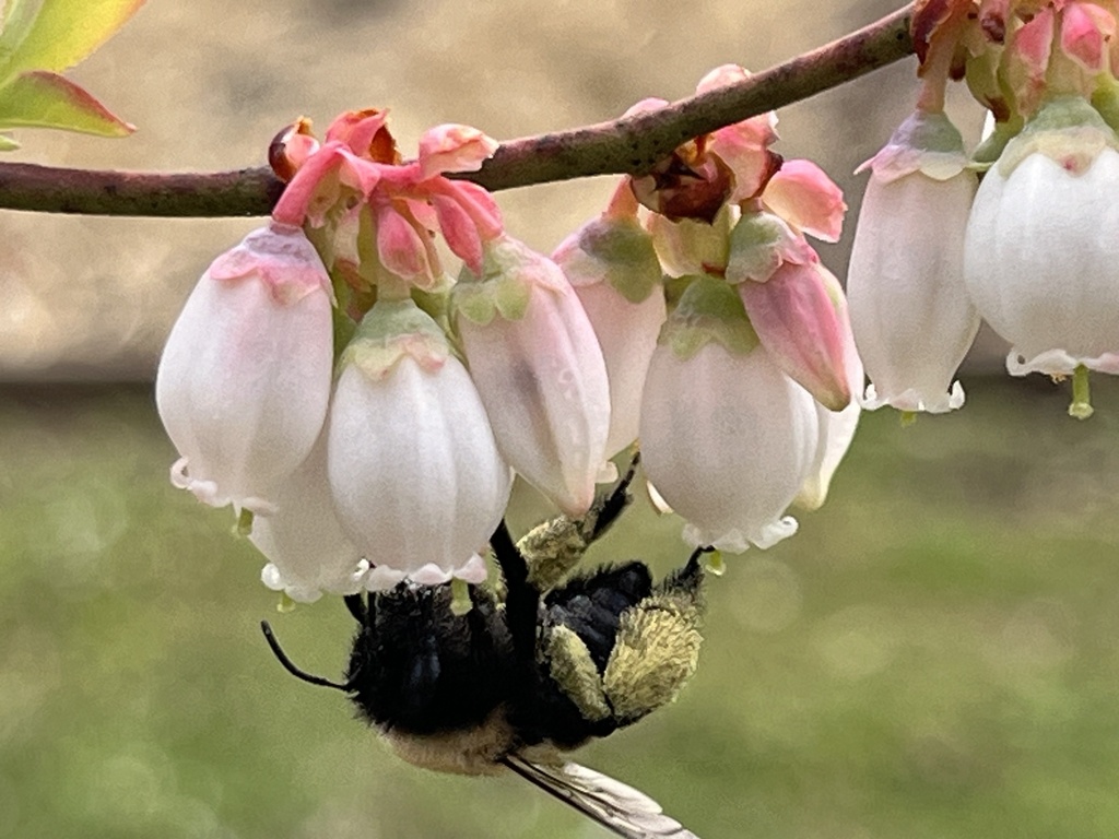 Blueberry Digger Bee from Bramlett Blvd, Oxford, MS, US on March 17 ...