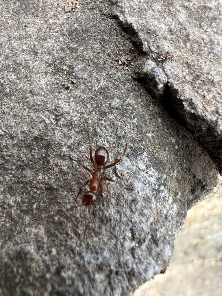 pallidefulva-group Field Ants from Palisades Interstate Park, Alpine ...