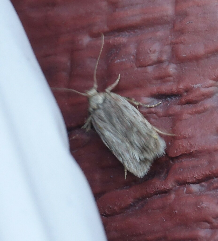 Parsnip Webworm from Saint-Fulgence, 263 route de Tadoussac, QC, Canada ...