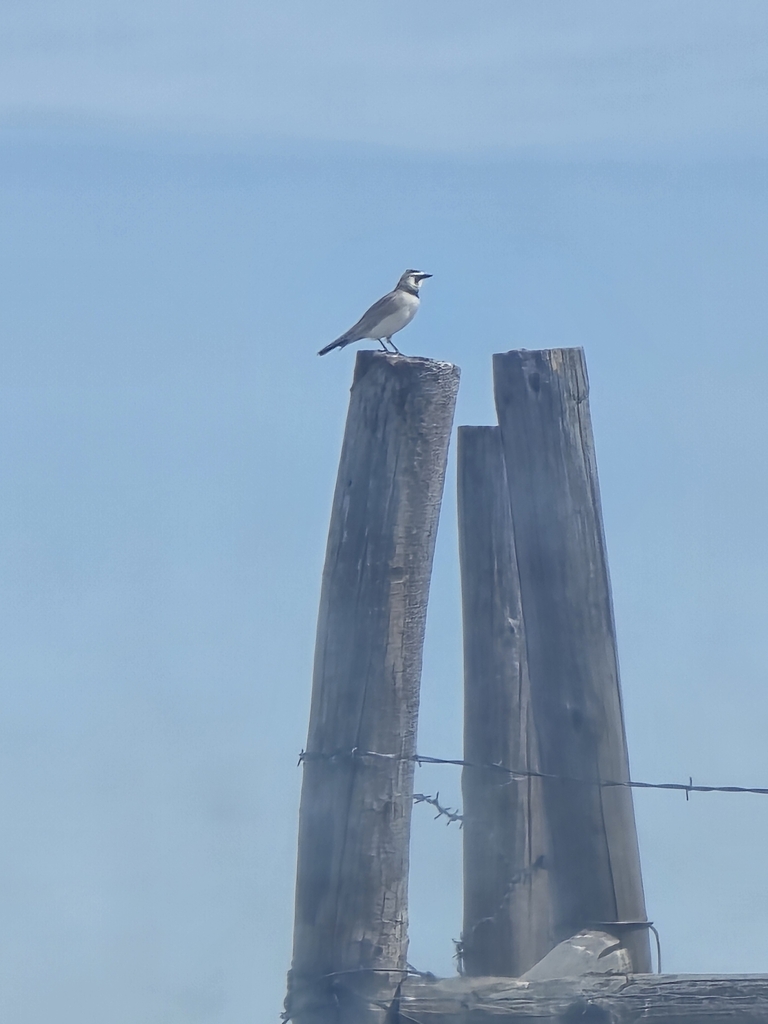 Horned Lark from Caddoa, CO 81044, USA on April 8, 2024 at 11:14 AM by ...