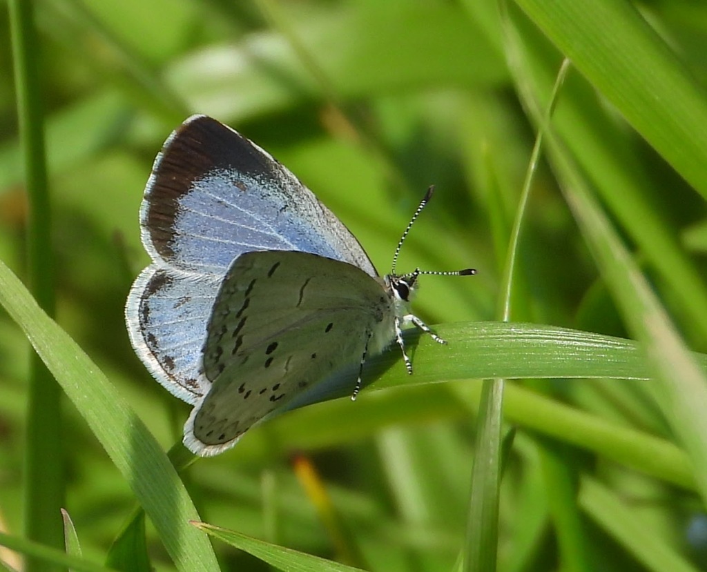 Summer Azure from Greenbelt, MD, USA on April 8, 2024 at 09:11 AM by ...