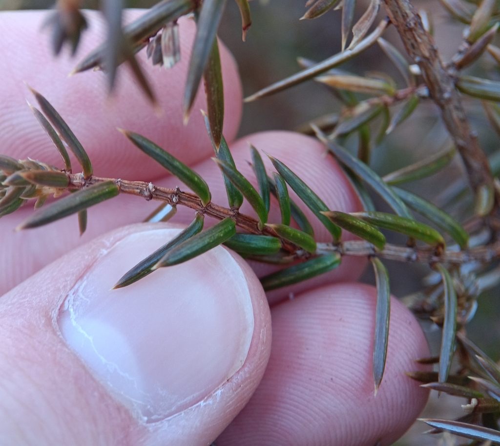 common juniper from Wenham, MA 01984, USA on April 8, 2024 at 10:50 AM ...