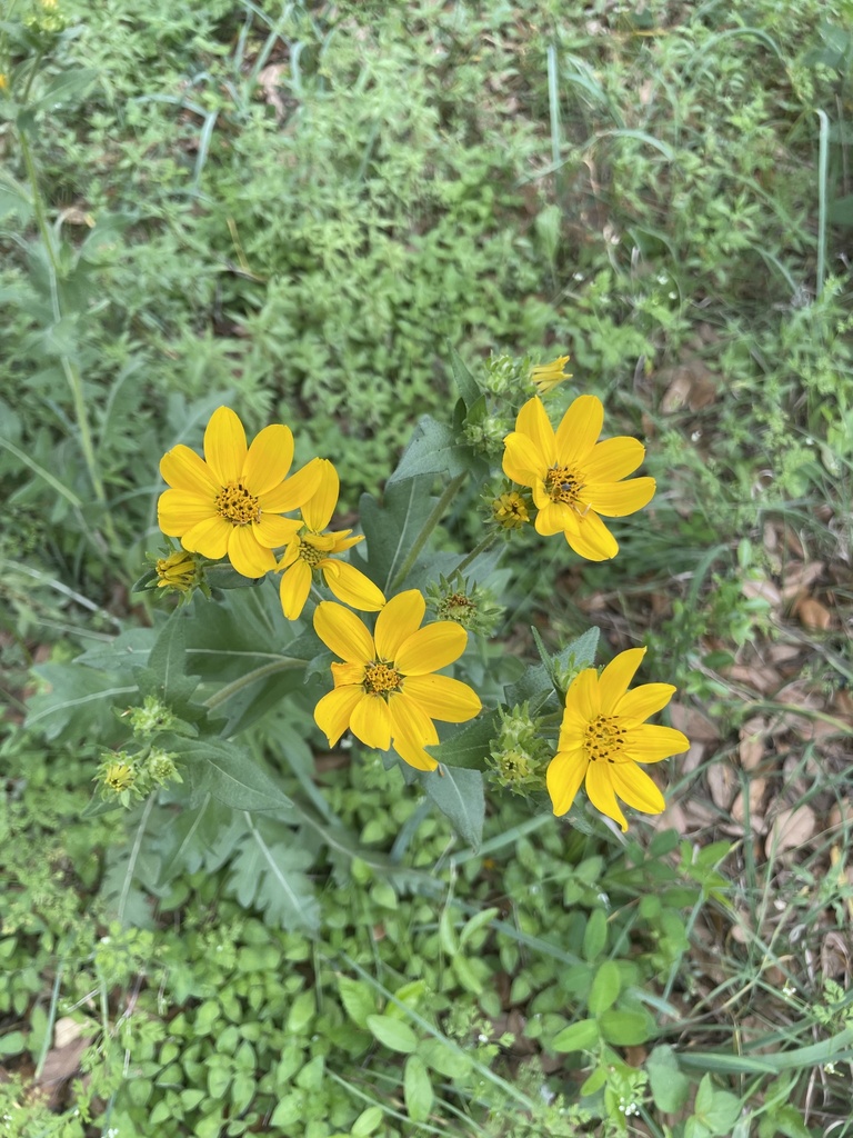 Engelmann daisy from FM-1626, Manchaca, TX, US on April 8, 2024 at 12: ...