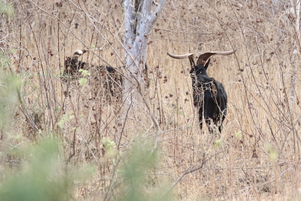 Domestic Goat from Santa Cruz, Ecuador on January 29, 2024 at 07:09 AM ...