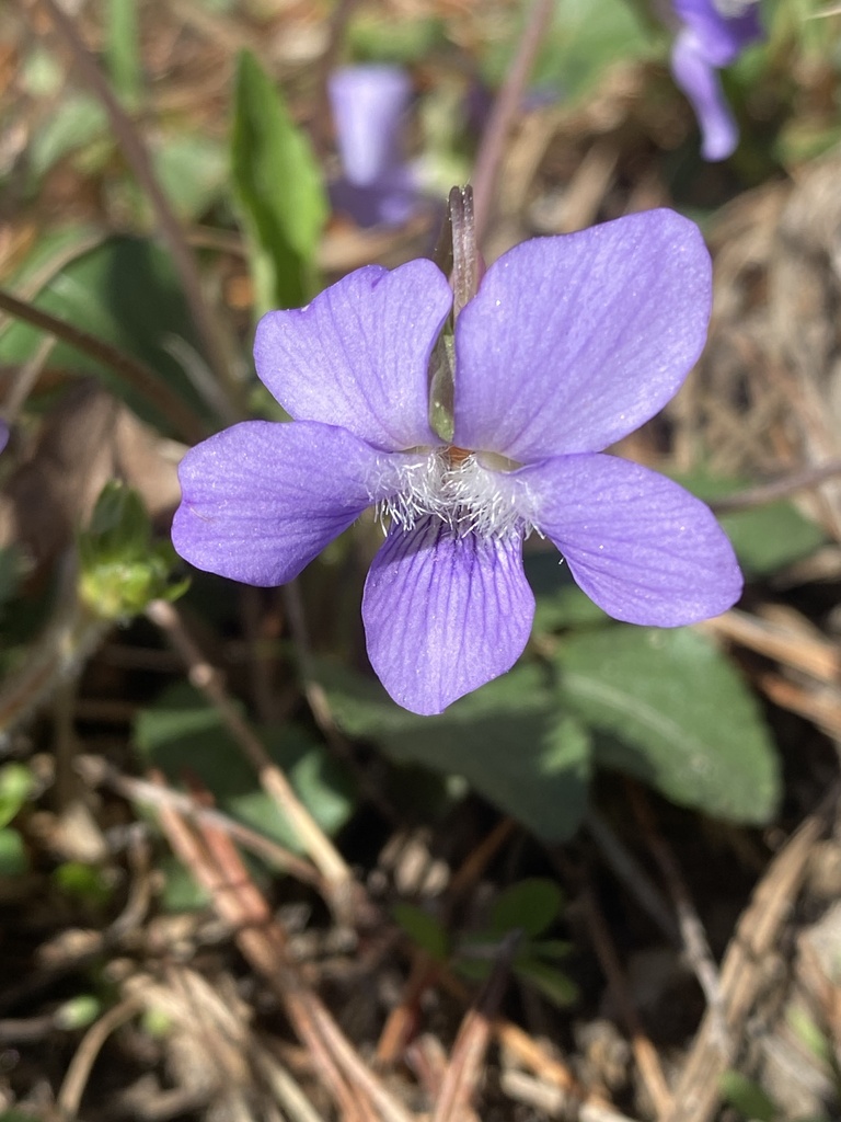 downy blue violet in April 2024 by Maeve and Joey Coker · iNaturalist