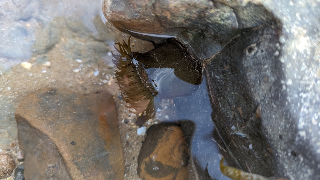 Atlantic Beadlet Anemone from Harwich, UK on April 8, 2024 at 05:44 PM ...