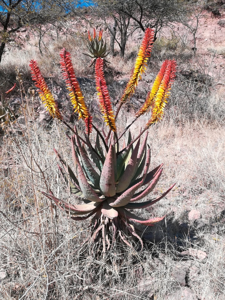 mountain aloe from Mtulwa, South Africa on June 30, 2019 at 10:48 AM by ...