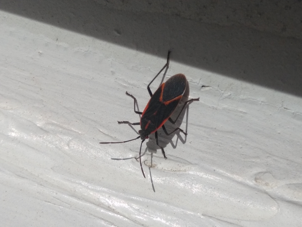 Eastern Boxelder Bug in April 2024 by Warren Lussier · iNaturalist