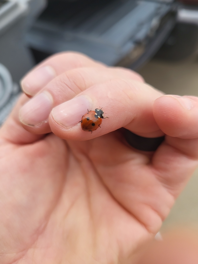 Seven-spotted Lady Beetle from Princeton, TX, USA on April 8, 2024 at ...
