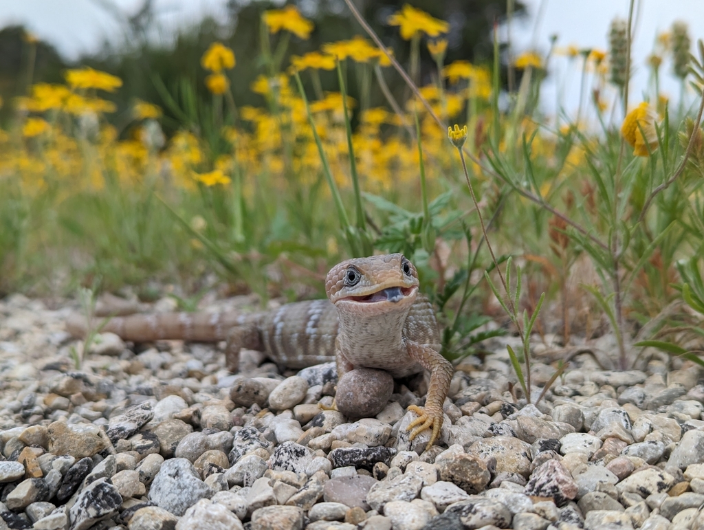 Texas Alligator Lizard from Castroville, TX 78056, USA on April 08 ...