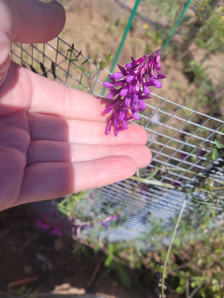 Vetches from Harbison Canyon, CA, USA on April 8, 2024 at 12:30 PM by ...
