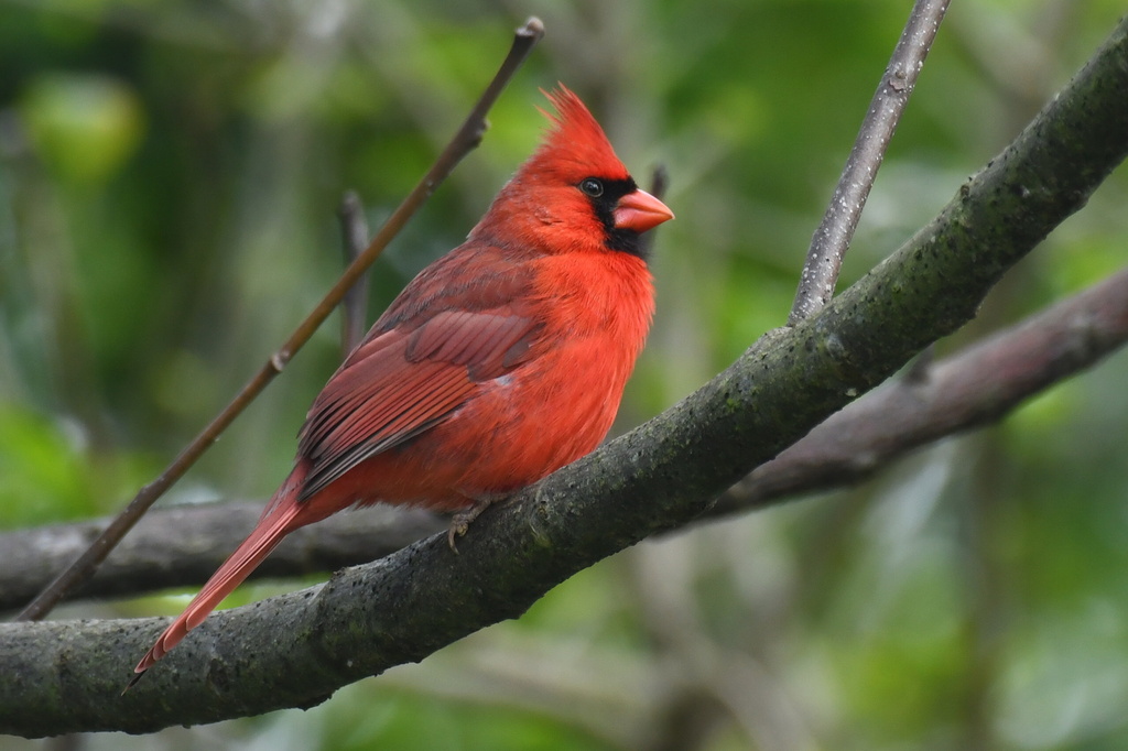 Northern Cardinal from Main Island, Bermuda, BM on April 7, 2024 at 03: ...