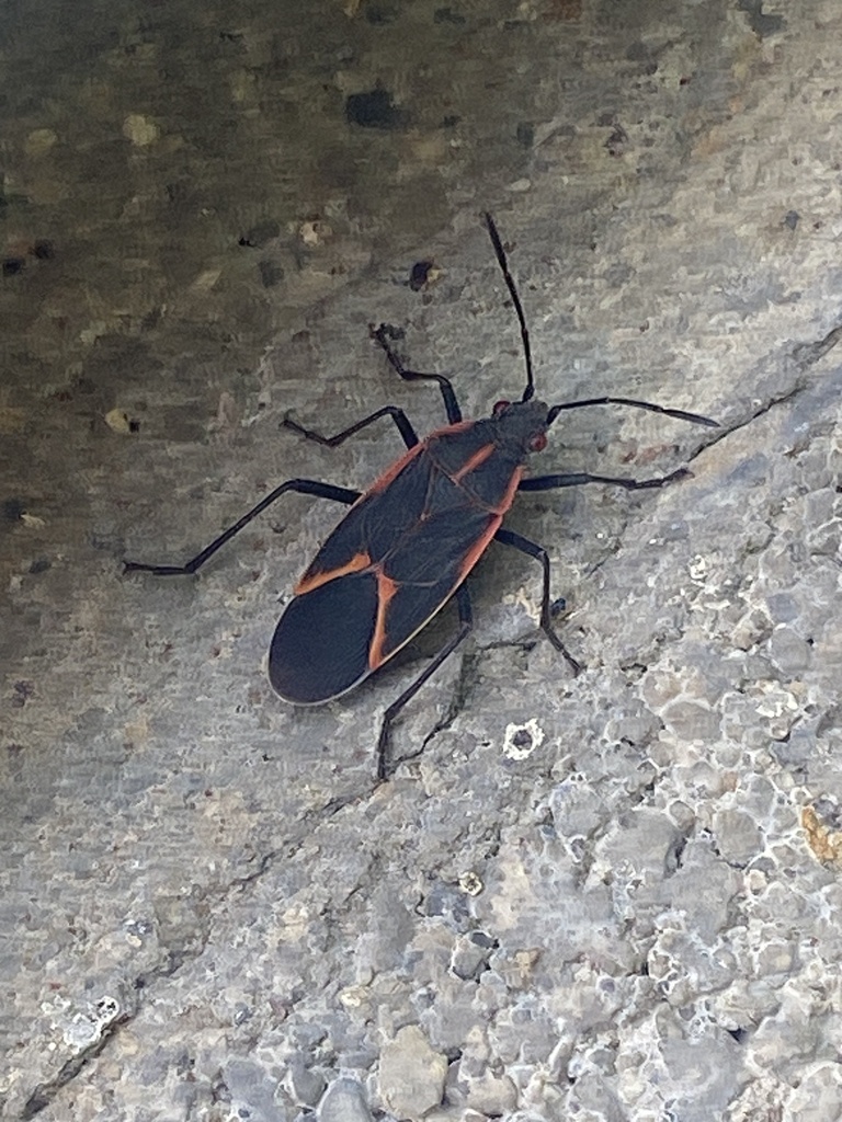 Eastern Boxelder Bug from John St, New Castle, PA, US on April 8, 2024 ...