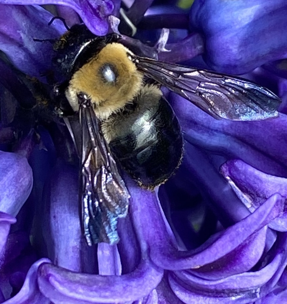 Eastern Carpenter Bee from Oklahoma Rd, Sykesville, MD, US on April 8 ...