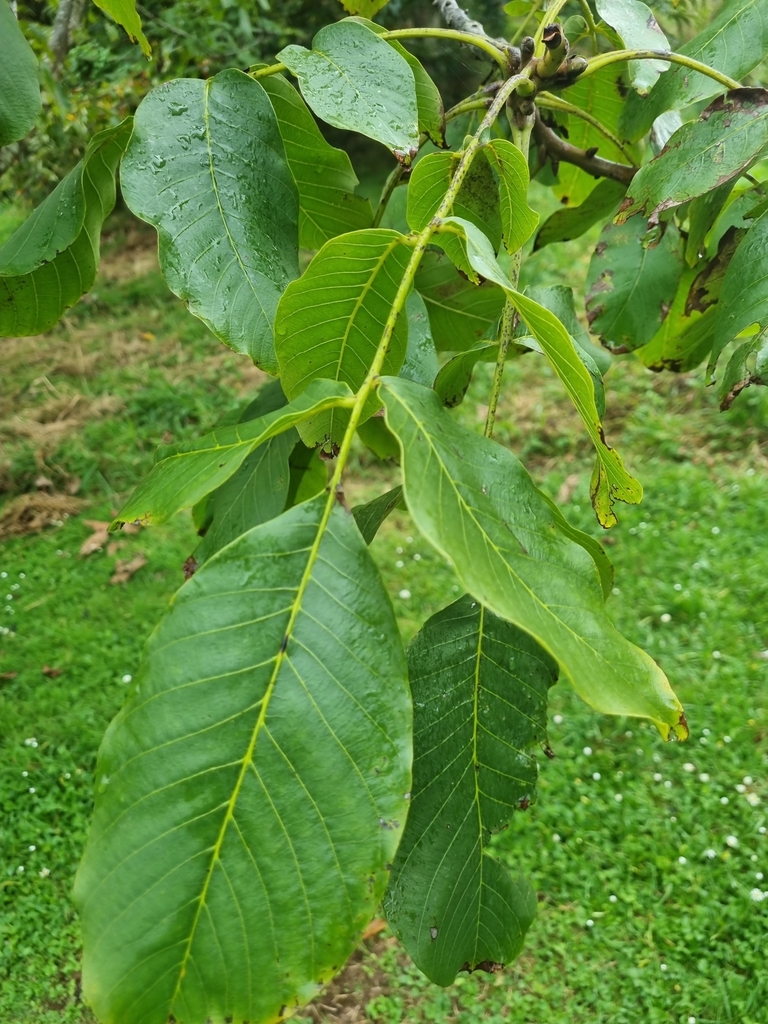 walnut family from Brooklands, New Plymouth 4310, New Zealand on April ...