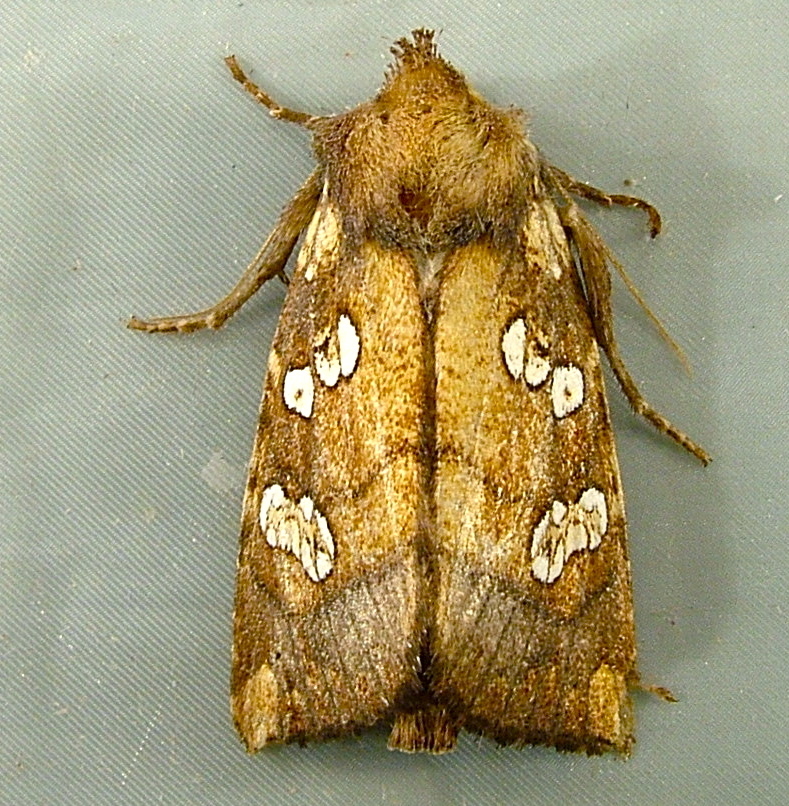 Burdock Borer Moth (Common Moth and Butterflies of Indiana) · iNaturalist