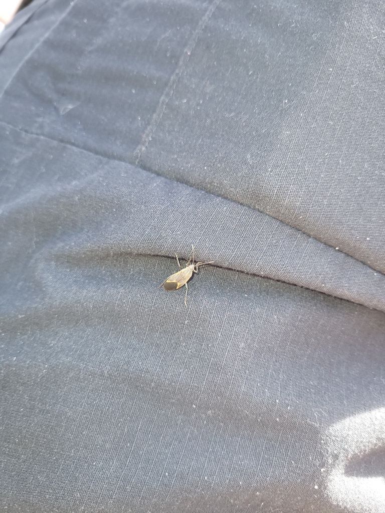 Eastern Boxelder Bug from Dundee, MI 48131, USA on April 8, 2024 at 04: ...