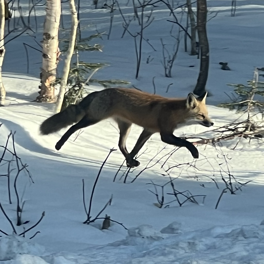 Red Fox from N Main St, Pittsburg, NH, US on April 8, 2024 at 07:28 AM ...
