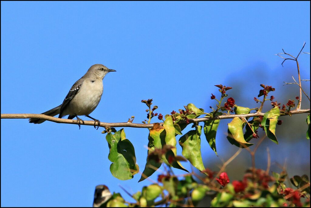 Northern Mockingbird from Winter Gardens, CA, USA on April 8, 2024 at ...