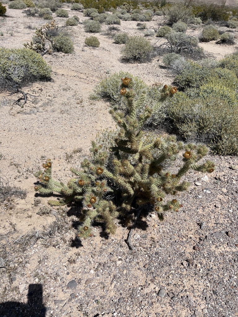 Wolf's cholla from Anza-Borrego Desert State Park, Julian, CA, US on ...