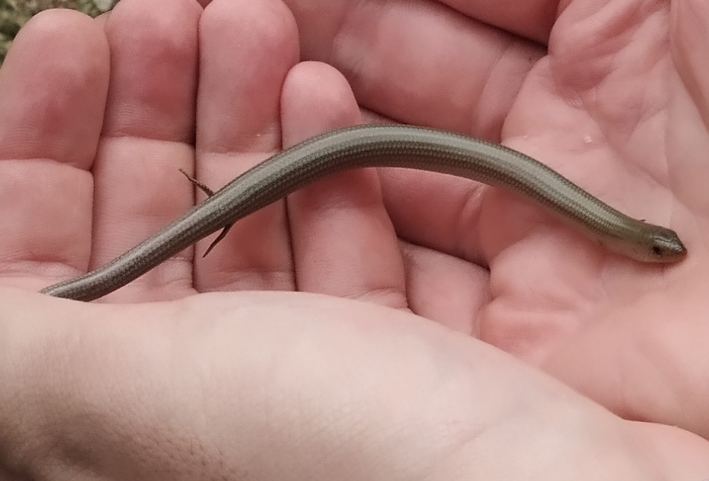 Western Three-toed Skink from Universidad Pablo de Olavide on April 6 ...