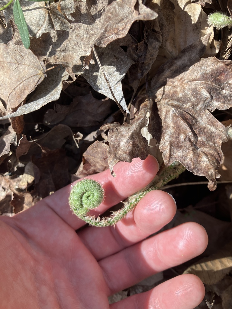 Christmas fern from Hoosier National Forest, Paoli, IN, US on April 8 ...