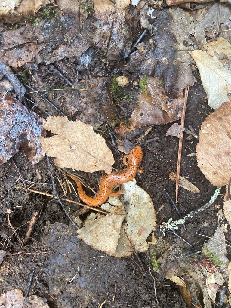 Red Salamander from Avery County, US-NC, US on April 8, 2024 at 04:02 ...