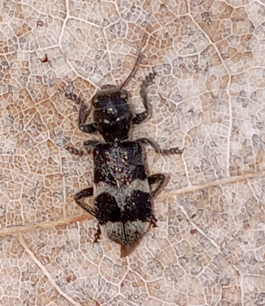 Redbellied clerid from Crysler, ON K0A 1R0, Canada on April 8, 2024 at ...