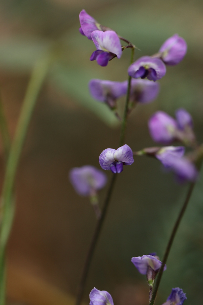 Glycine microphylla from Mount Richmond VIC 3305, Australia on February ...