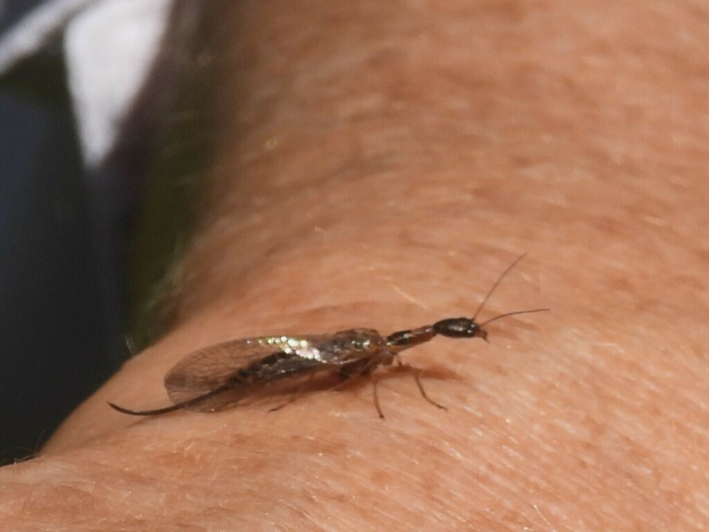 Common Snakeflies from Olompali State Historic Park, 8901 Redwood Blvd ...