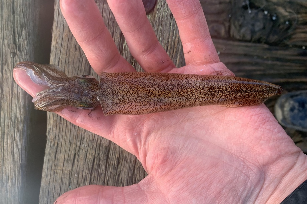 Opalescent Inshore Squid from Seattle, WA, USA on December 28, 2022 at ...