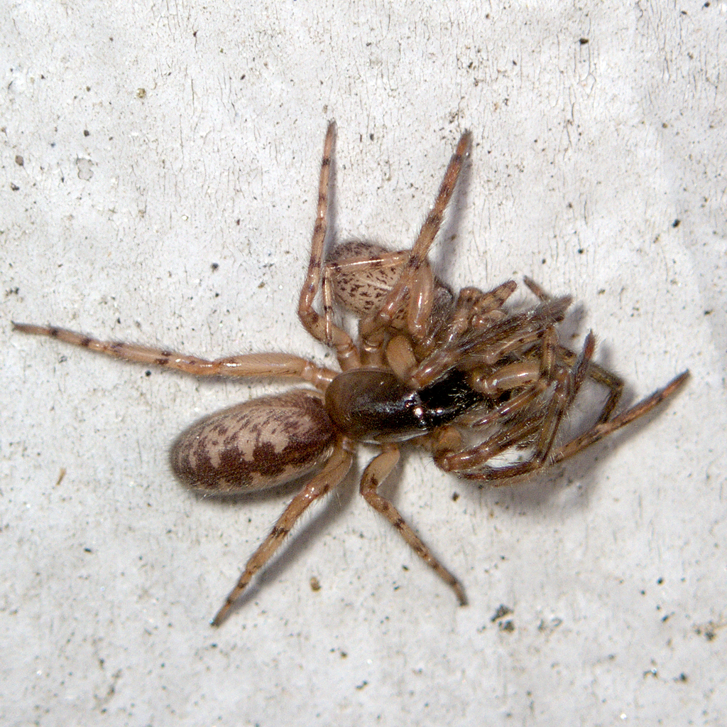 Snake-back Spider from Änggården, Gothenburg, Sweden on April 7, 2024 ...