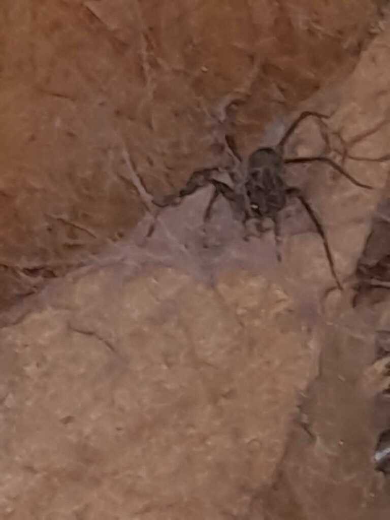 Typical Spiders from Santiago, Región Metropolitana, Chile on April 3 ...